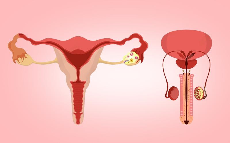 female urethral problems